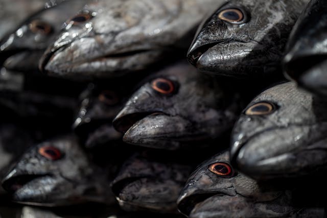 7 Jenis Ikan Laut yang Paling Bertenaga dan Sulit Ditangkap – KETIKA.id