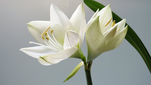 8 Bunga untuk Mempercantik Ruang Tamu di Hari Raya, Estetis! – Ketika.id